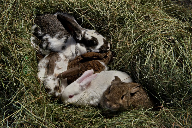 Save the only Icelandic rabbit farm - Karolina Fund
