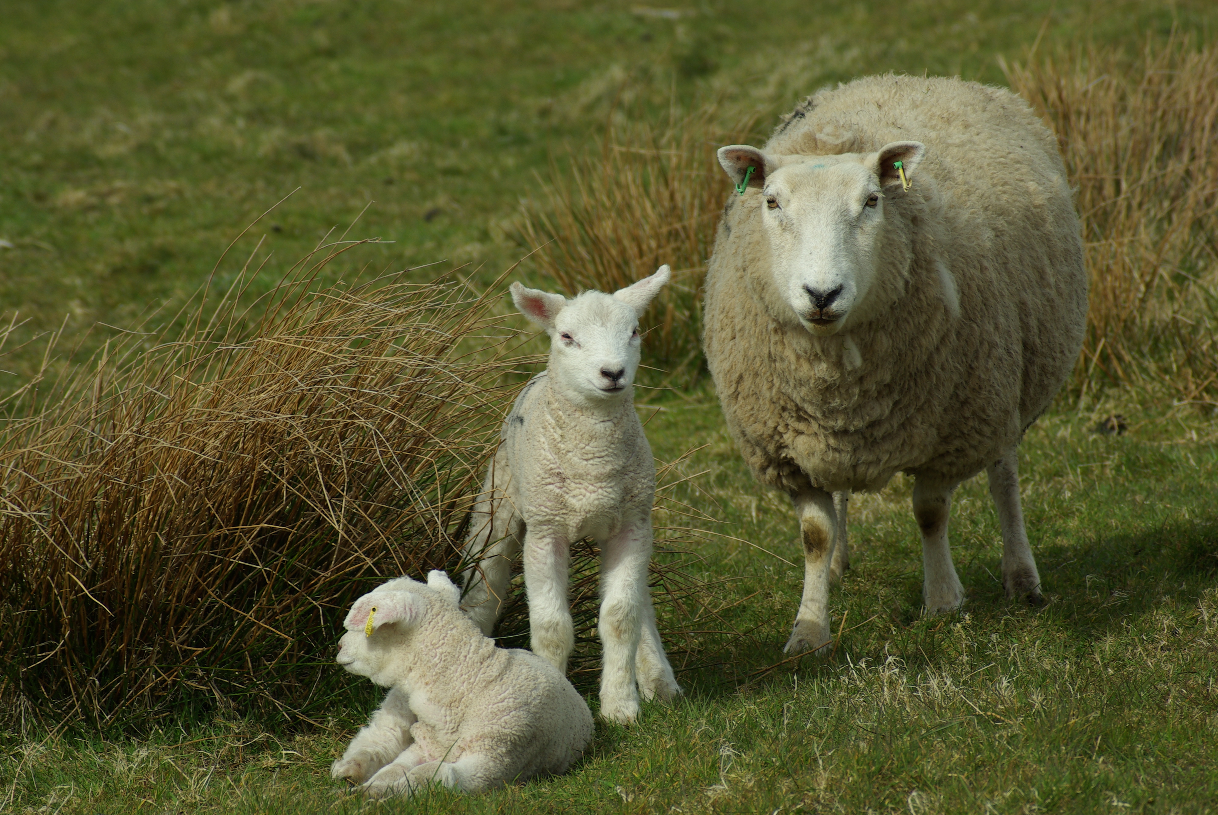 Orkney Image Library - Sheep in Burray 2/3