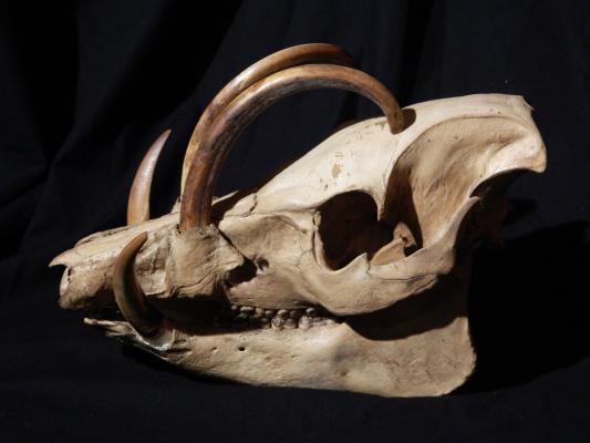 The skull of a Babirusa (Babyrousa celebensis) of antique origin 23cm ...