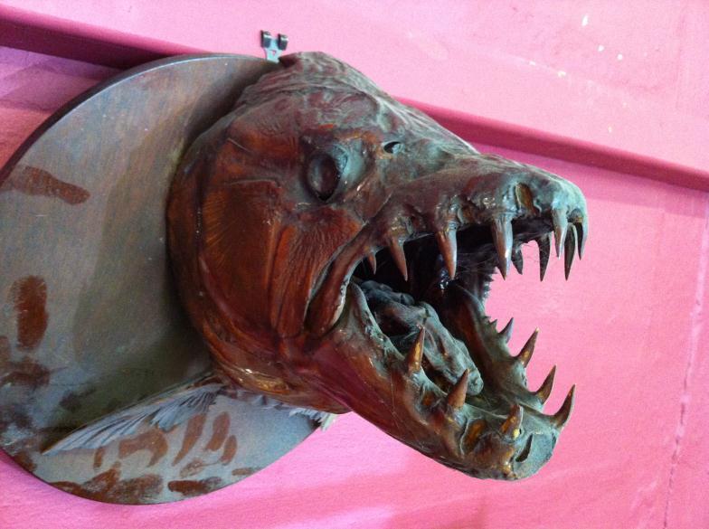 Large Taxidermy Tiger Fish Head On Shield Back : For Condition Reports ...