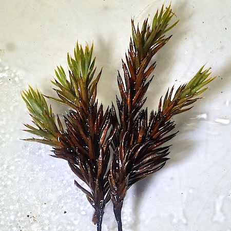 Luopioisten kasvisto