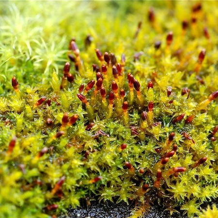 Luopioisten kasvisto