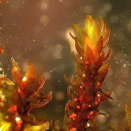 Luopioisten kasvisto