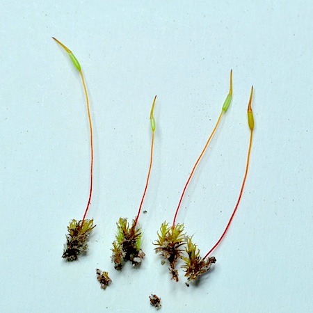 Luopioisten kasvisto