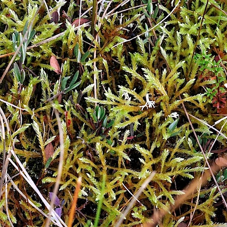 Luopioisten kasvisto