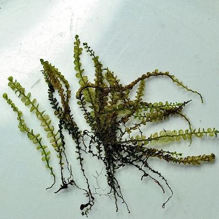 Luopioisten kasvisto