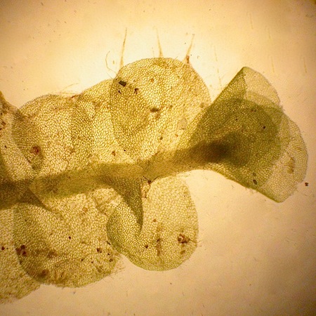 Luopioisten kasvisto