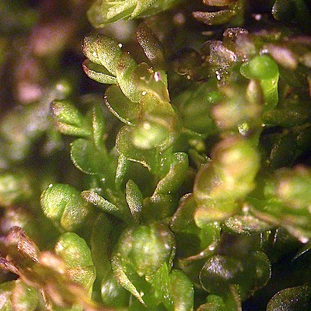 Luopioisten kasvisto