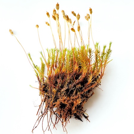 Luopioisten kasvisto