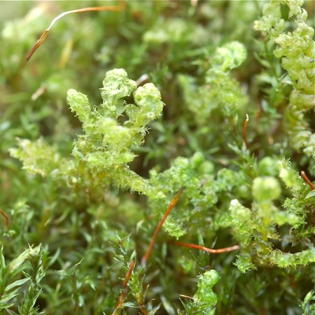 Luopioisten kasvisto