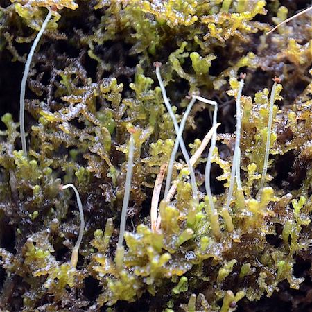 Luopioisten kasvisto