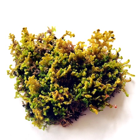 Luopioisten kasvisto