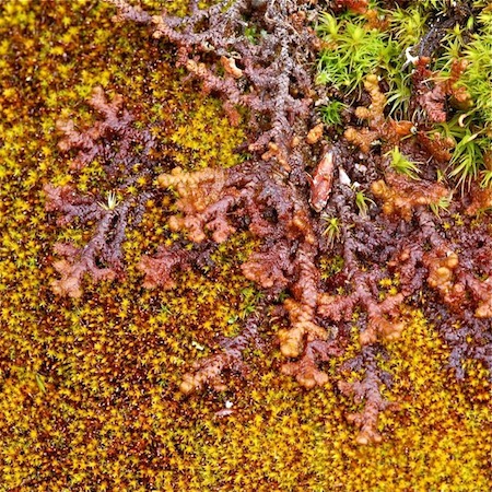 Luopioisten kasvisto