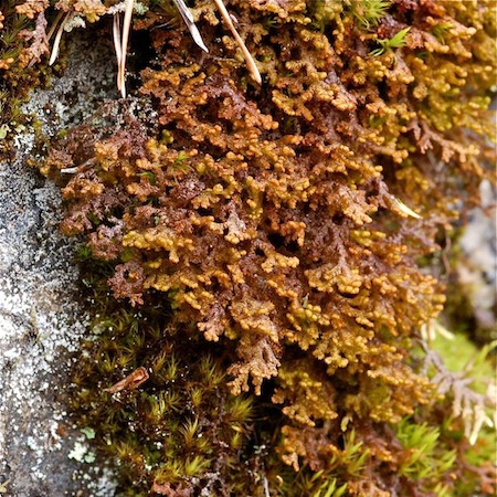 Luopioisten kasvisto