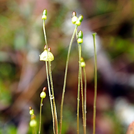 Luopioisten kasvisto