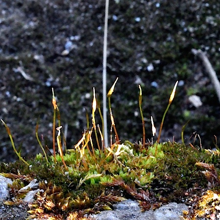 Luopioisten kasvisto