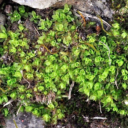 Luopioisten kasvisto