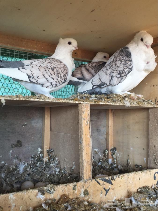 حب رمان | سوق كلشي أونلاين