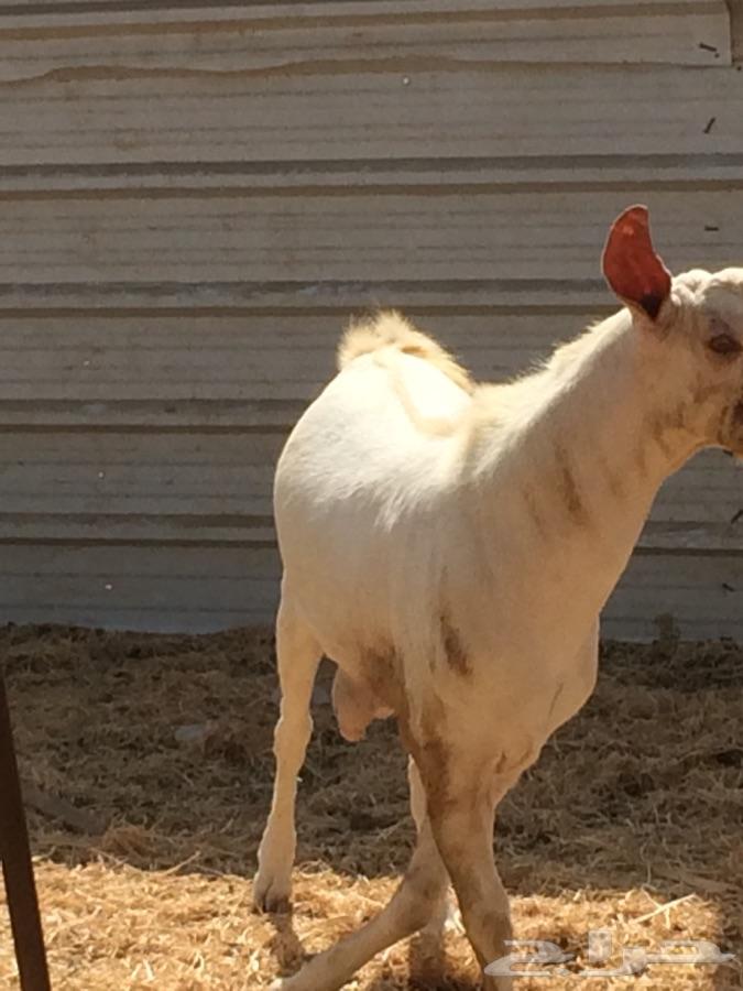 تيس فحل ابرص درجه اولى | سوق كلشي أونلاين