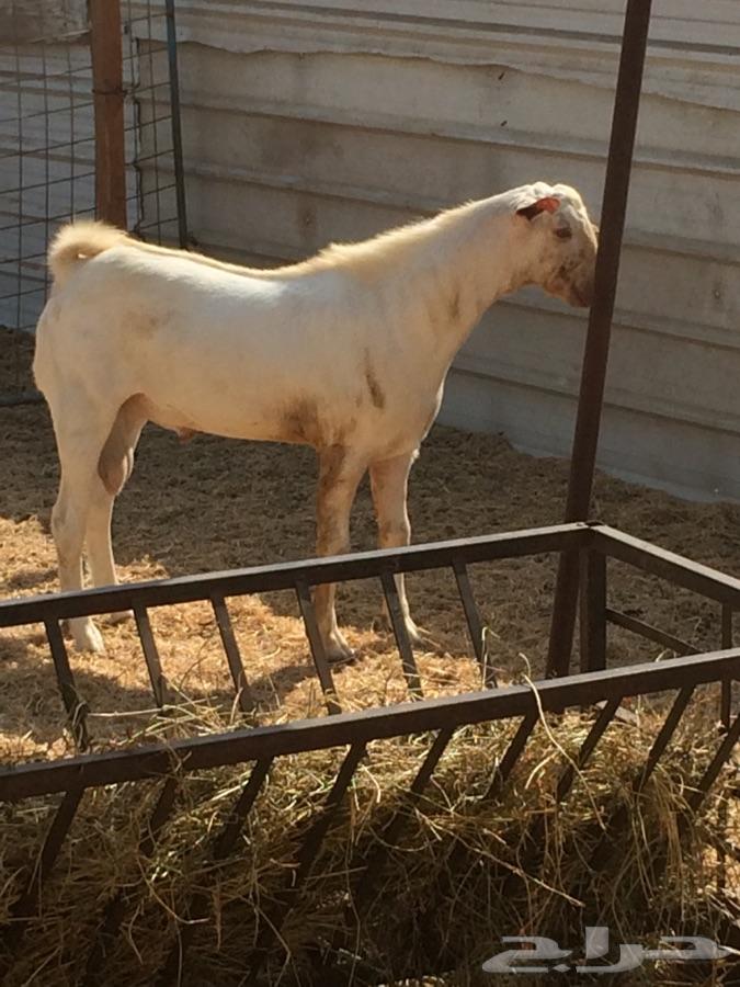 تيس فحل ابرص درجه اولى | سوق كلشي أونلاين