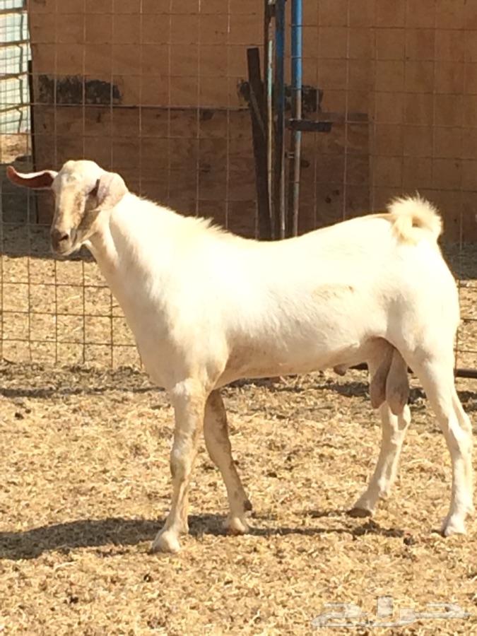 تيس فحل ابرص درجه اولى | سوق كلشي أونلاين