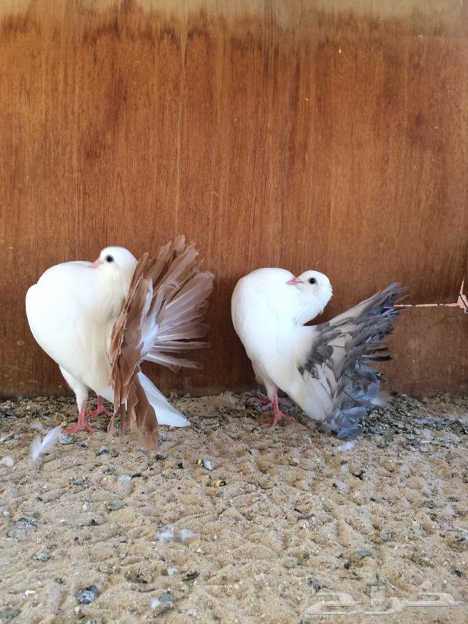 ذكر بخاره مستوى قوي | سوق كلشي أونلاين