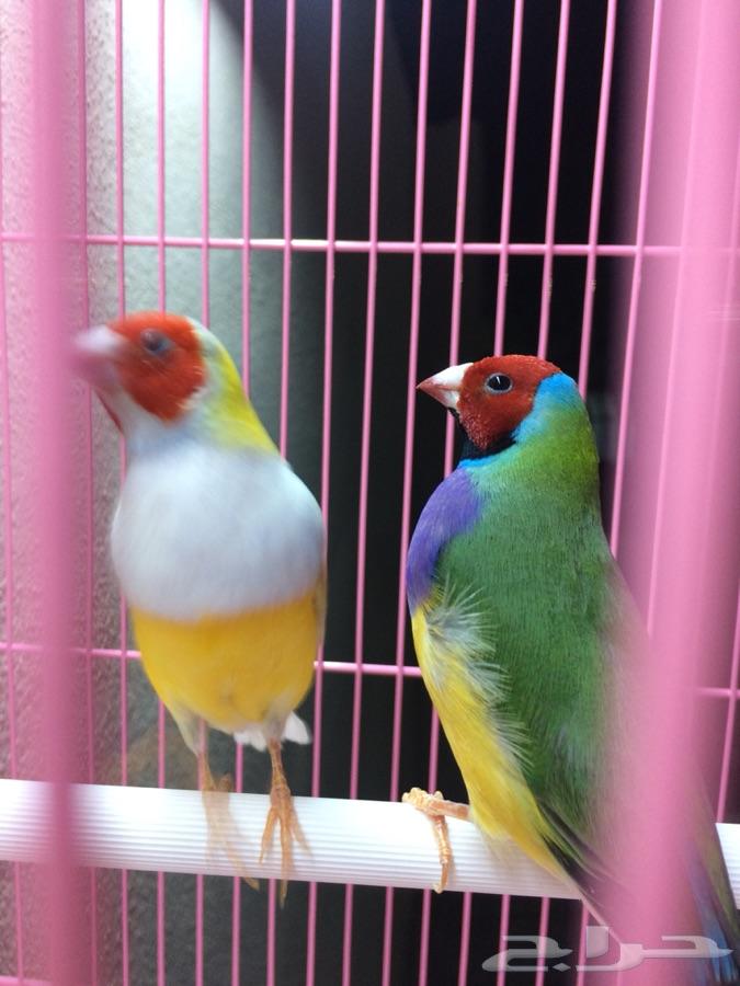 ذكر بخاره مستوى قوي | سوق كلشي أونلاين