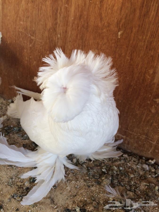 ذكر بخاره مستوى قوي | سوق كلشي أونلاين