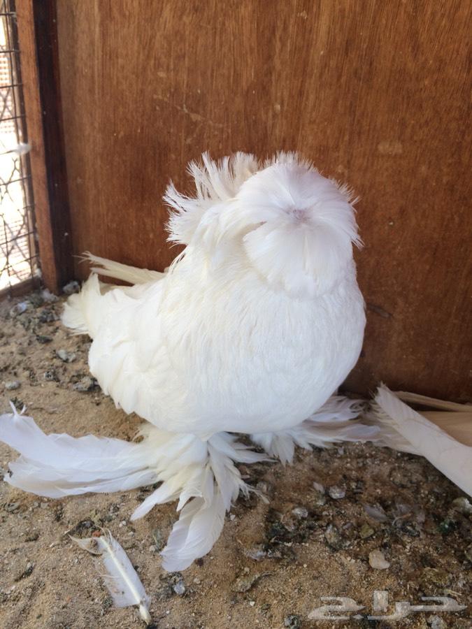 ذكر بخاره مستوى قوي | سوق كلشي أونلاين