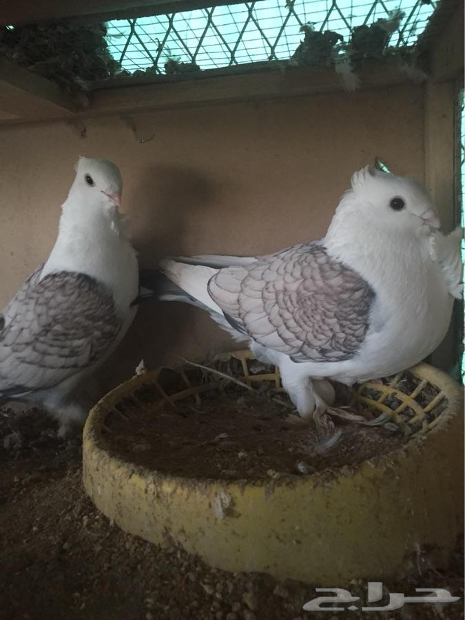 حب رمان | سوق كلشي أونلاين