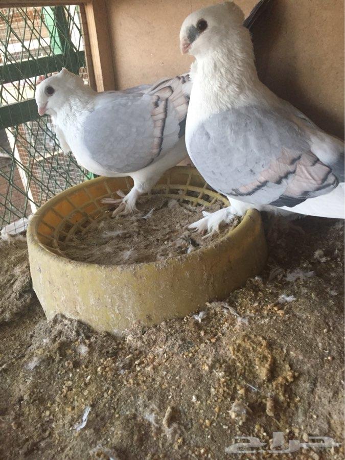 حب رمان | سوق كلشي أونلاين