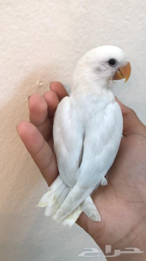 فرخ روز هدد | سوق كلشي أونلاين