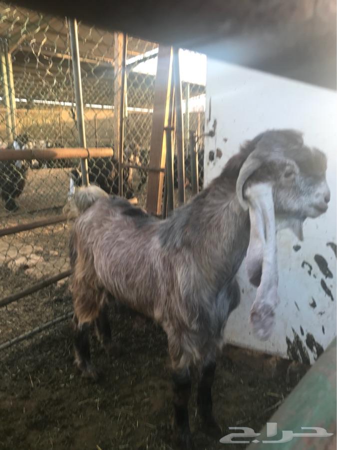 تيس فحل وردي صنف | سوق كلشي أونلاين