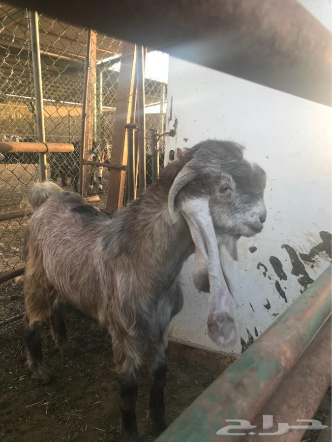 تيس فحل وردي صنف | سوق كلشي أونلاين