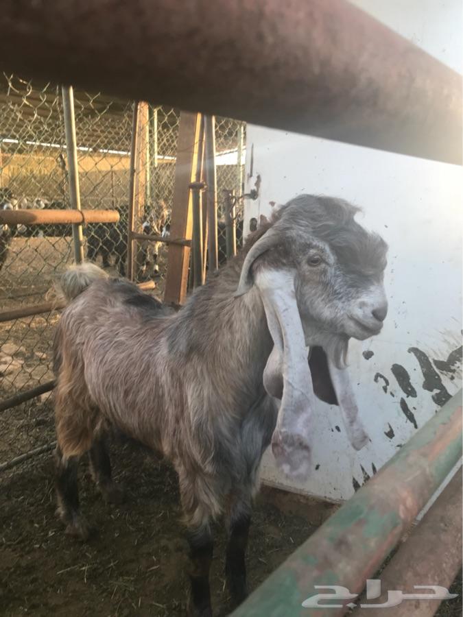 تيس فحل وردي صنف | سوق كلشي أونلاين