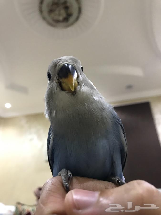 فرخ روز نهاية غر | سوق كلشي أونلاين