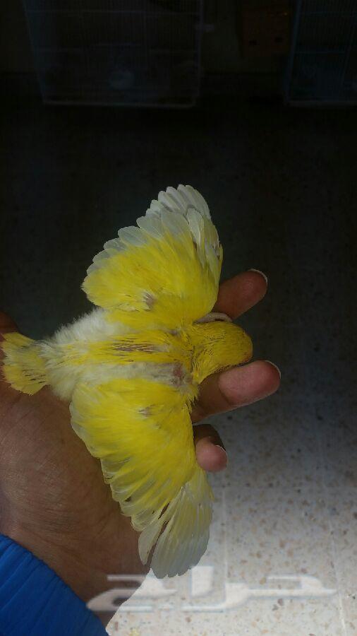 فرخ روز لاتينو لهواة الغر - سوق كلشي أونلاين