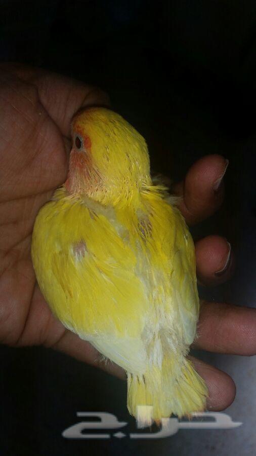 فرخ روز لاتينو لهواة الغر - سوق كلشي أونلاين