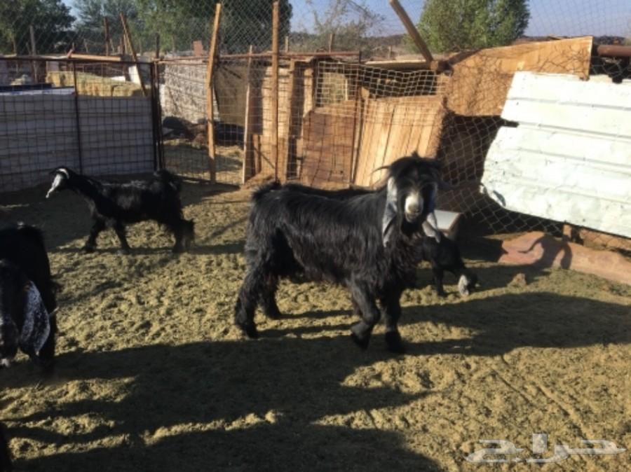 تيس فحل عارضي - سوق كلشي أونلاين