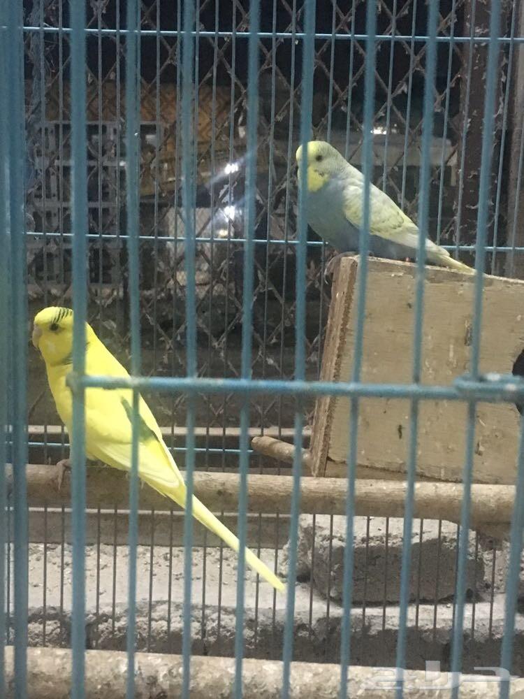 ذكر بخاره مستوى قوي | سوق كلشي أونلاين