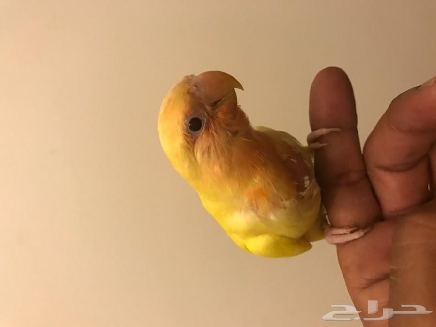 فرخ روز | سوق كلشي أونلاين