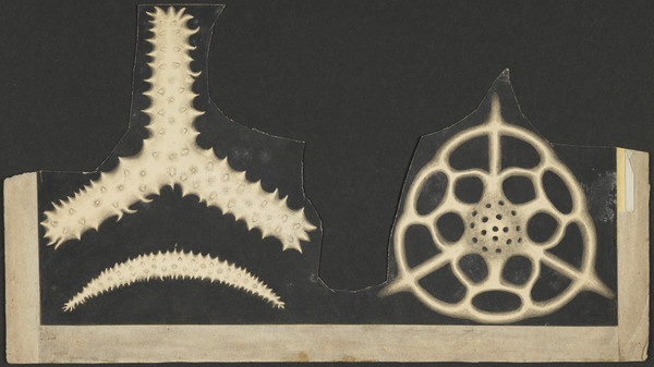 Biological Drawings, Assorted Radiolarians by Mungo Ponton | National Galleries of Scotland
