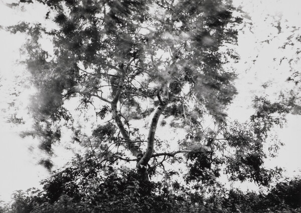 St. Machar, None, River Don, Aberdeen, Aberdeenshire, Scotland, 2020 by ...