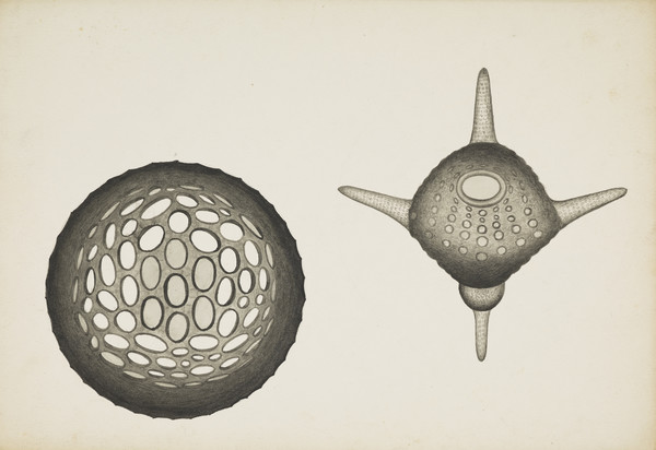 Biological Drawings, Assorted Radiolarians by Mungo Ponton | National ...