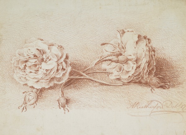 Two Roses by Archibald Rutherford | National Galleries of Scotland