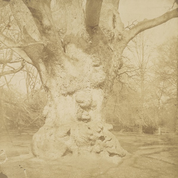 Tree Trunk | National Galleries of Scotland