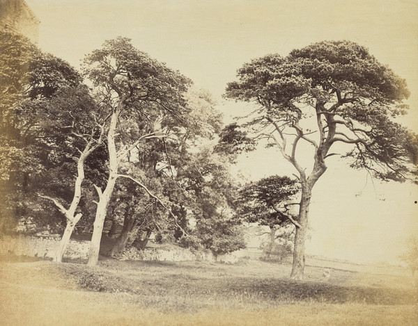 Trees at Craigmillar by William Donaldson Clark | National Galleries of ...