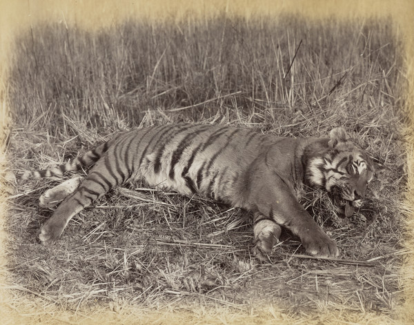 Dead tiger | National Galleries of Scotland