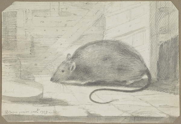 A Mouse by Richard Cooper | National Galleries of Scotland