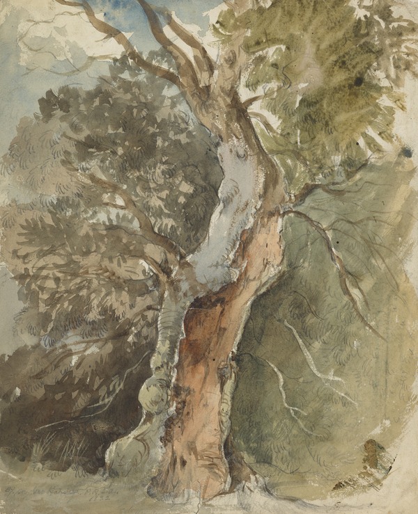A Tree by Sir George Harvey | National Galleries of Scotland